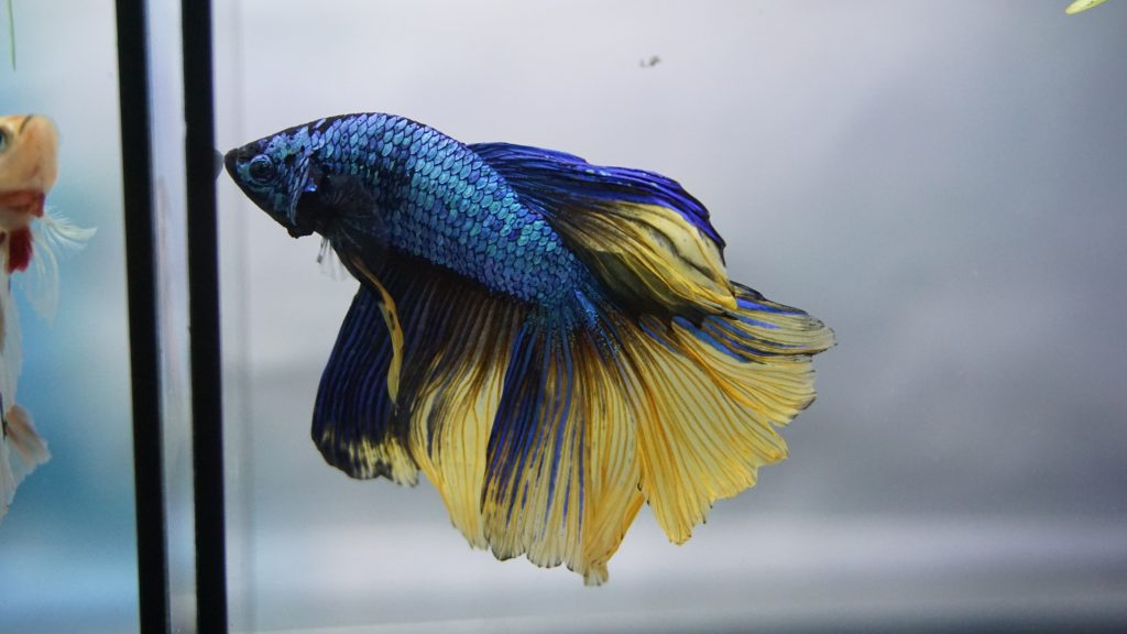 Gold Dust Molly Care: Tank Mates, Food, and Pregnancy