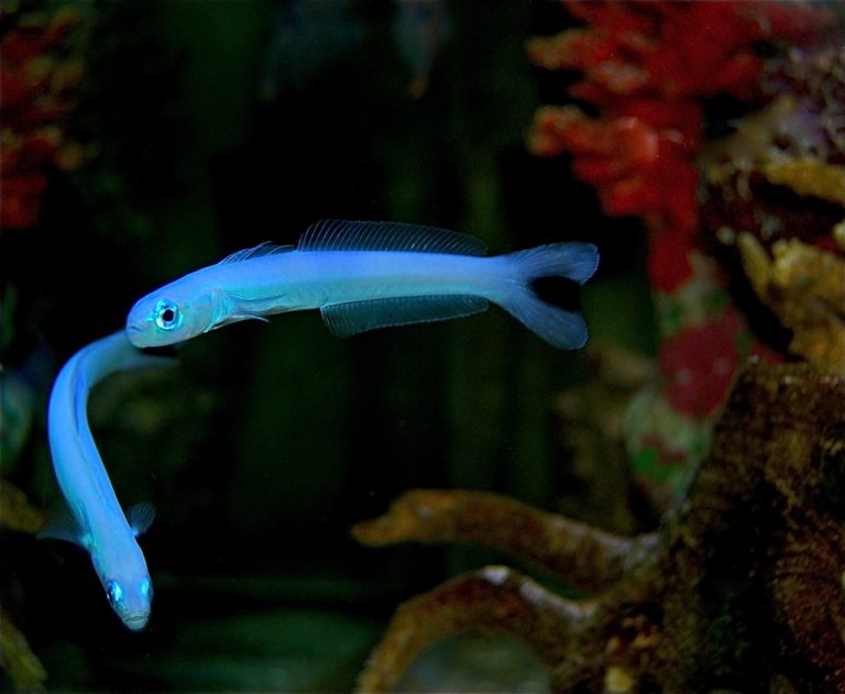 7 Captivating Saltwater Fish for 90-Gallon tank