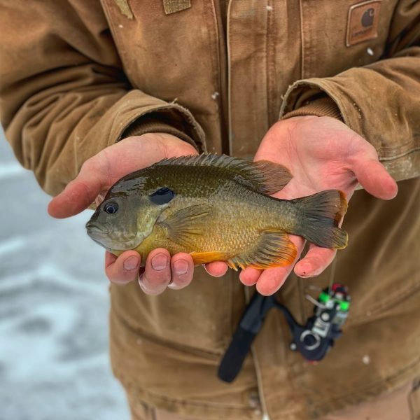 10 Best Edible Fishes For an Aquaponics System