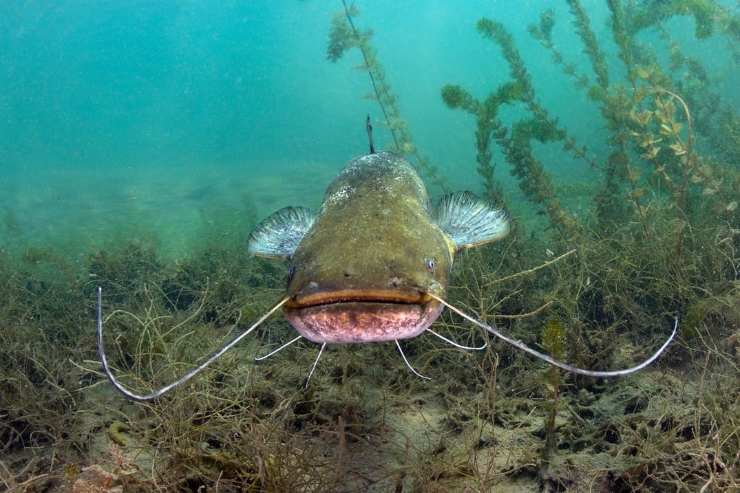 10 Best Edible Fishes For an Aquaponics System