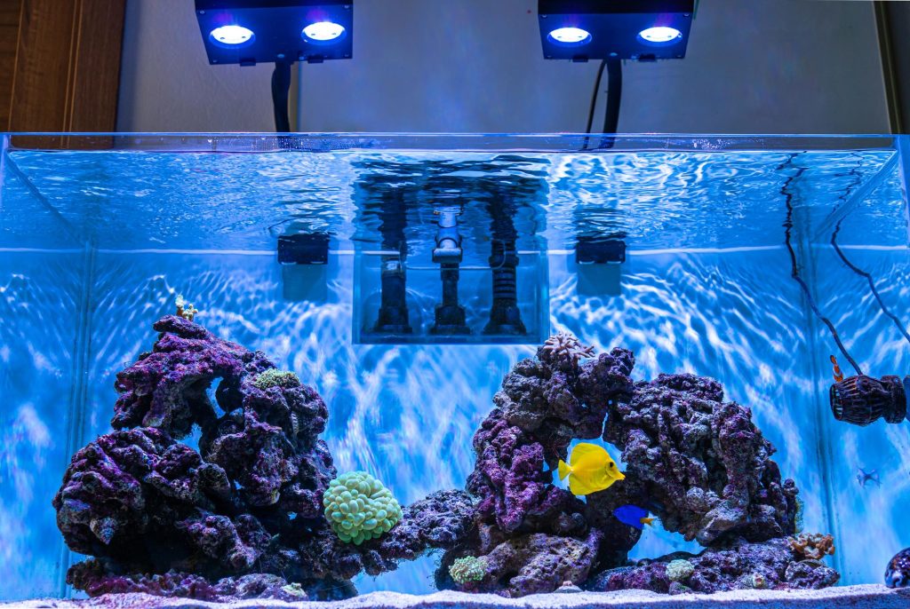 Aquarium Lighting: Best Practices for Algae Control and Plant Growth