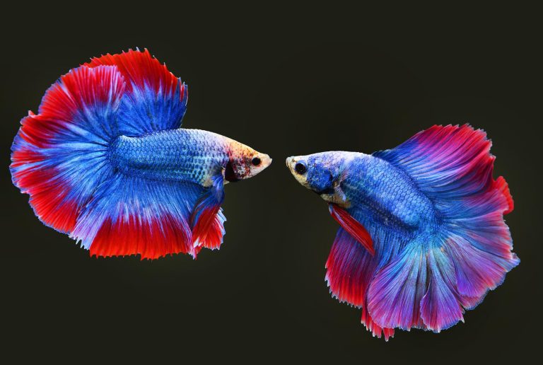 Guide to Betta Fish Breeding: From Mating to Fry Care