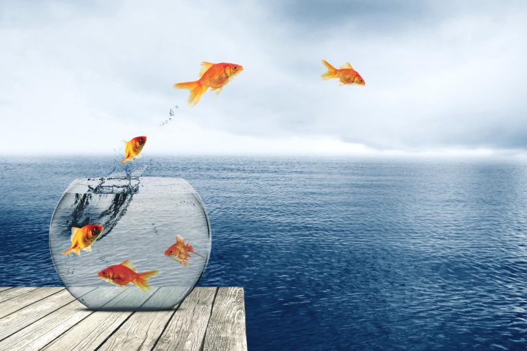 Beyond Bubbles: The Surprising Intelligence of Fish