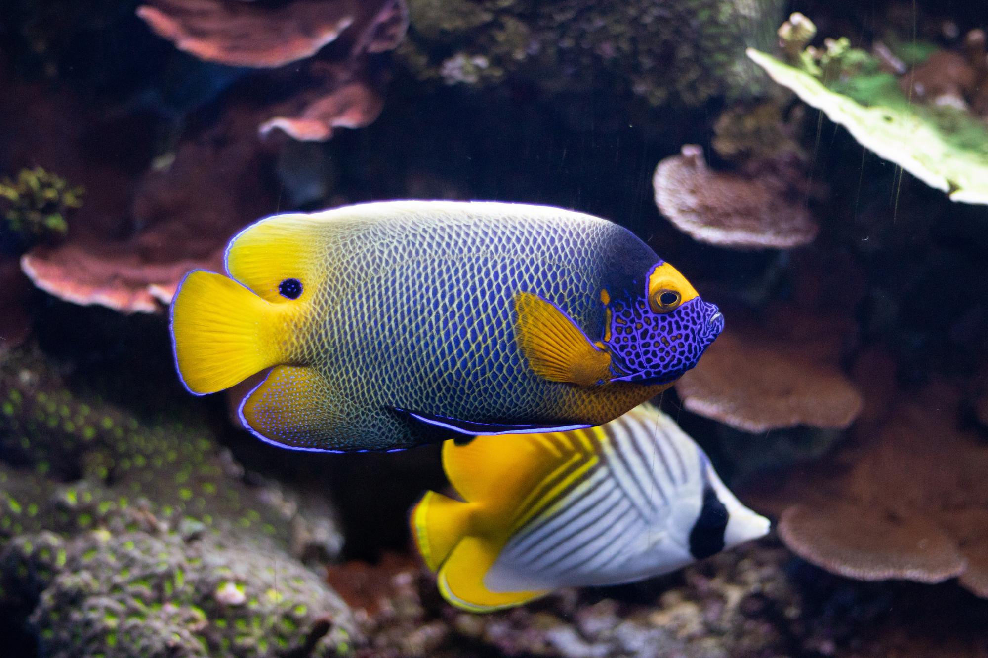 All About Dwarf Gouramis: Tank Size, Care, and Compatibility
