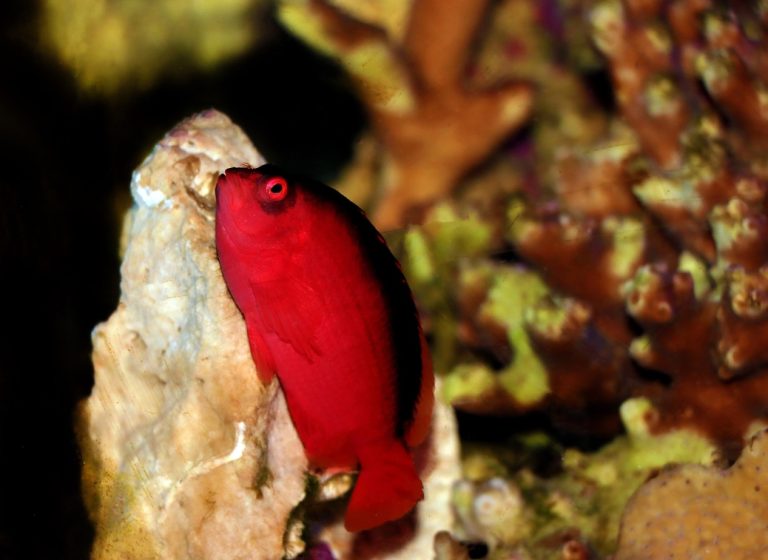 Flame Hawkfish: Lifespan, Breeding, Tank mates, Care & Aggression