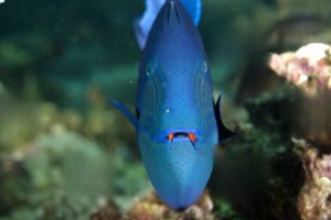 Niger Triggerfish: A Super Healthy Fish For Your Marine Aquarium