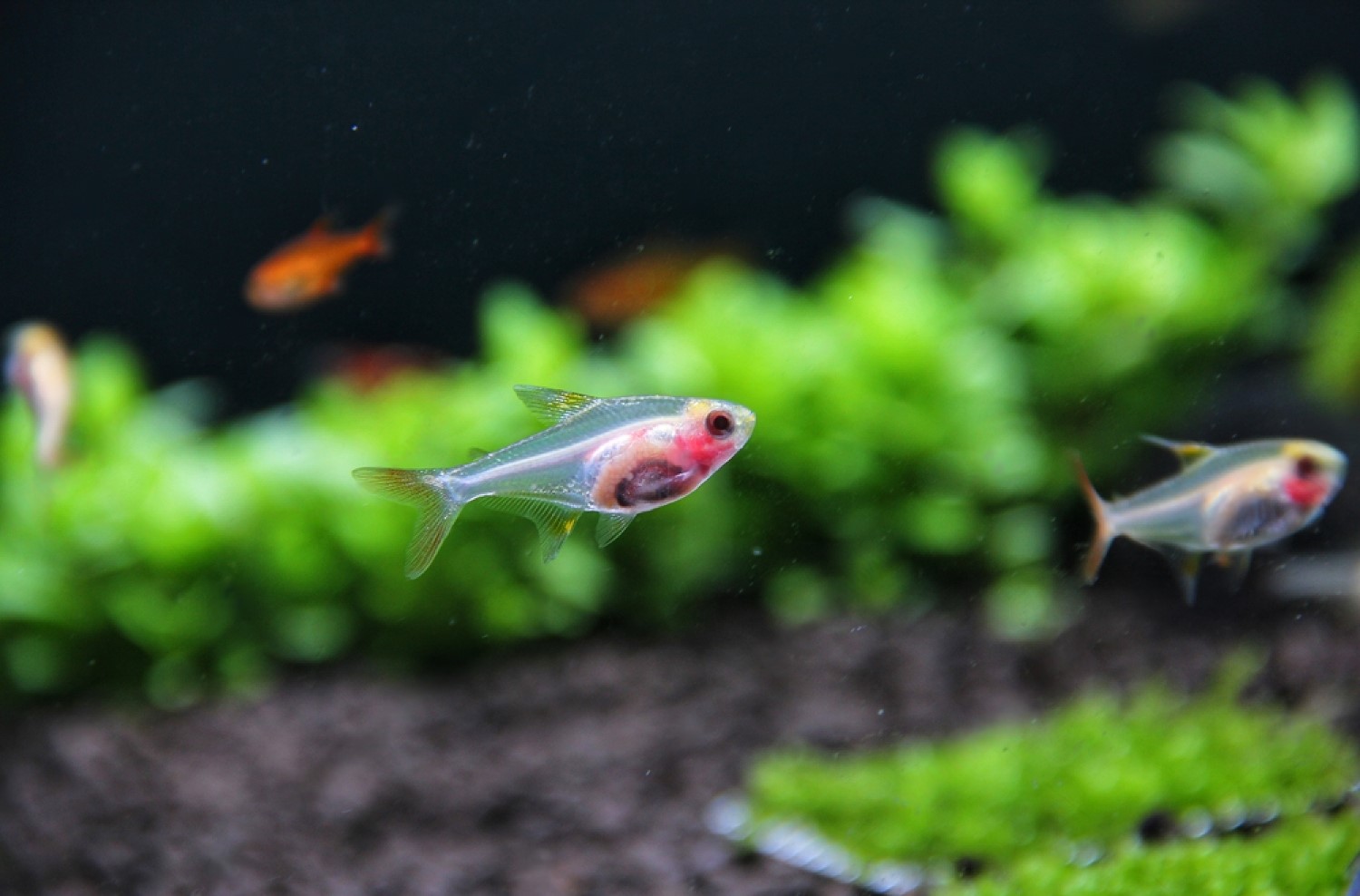 Pristella Tetra Care: Information And Advice On Keeping The Fish Fish