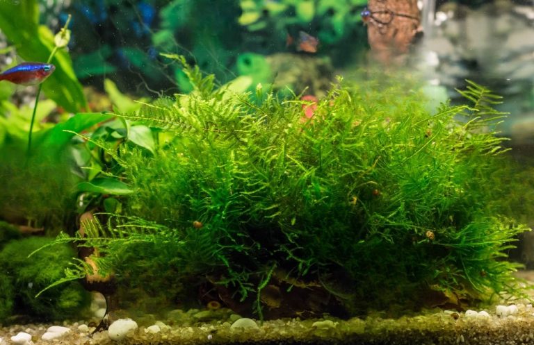 Java Moss: Everything You Need To Know About This Aquarium Plant