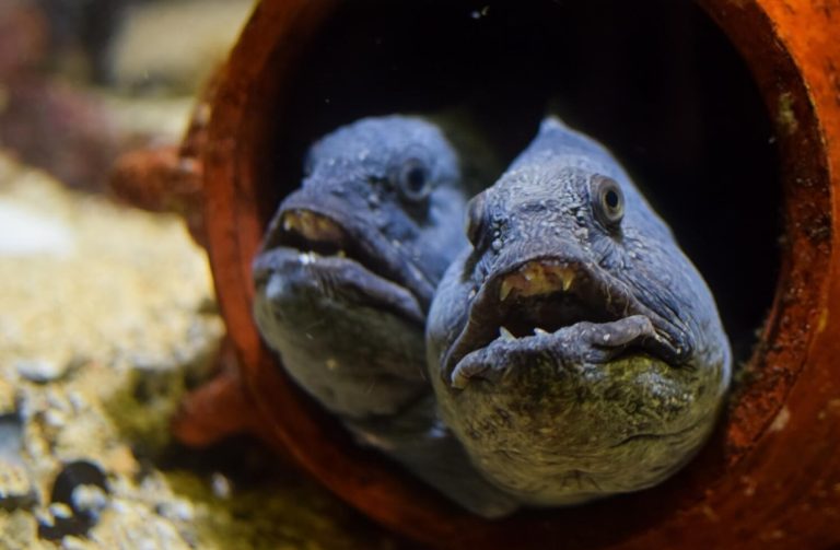 10 Fish With Big Lips: Exploring Nature's Unique Creations