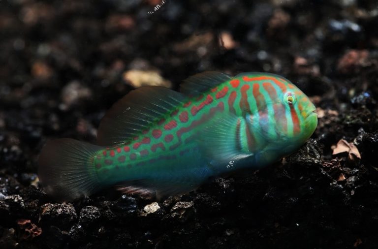 Green Clown Goby: Tank Size, Mates, Lifespan, and Temperament