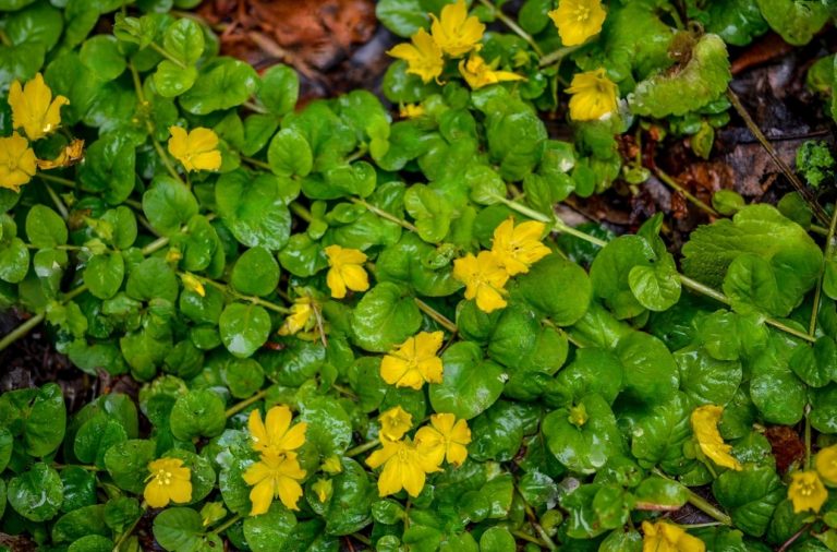 Moneywort: A Versatile Floating Plant for Your Aquatic Environment