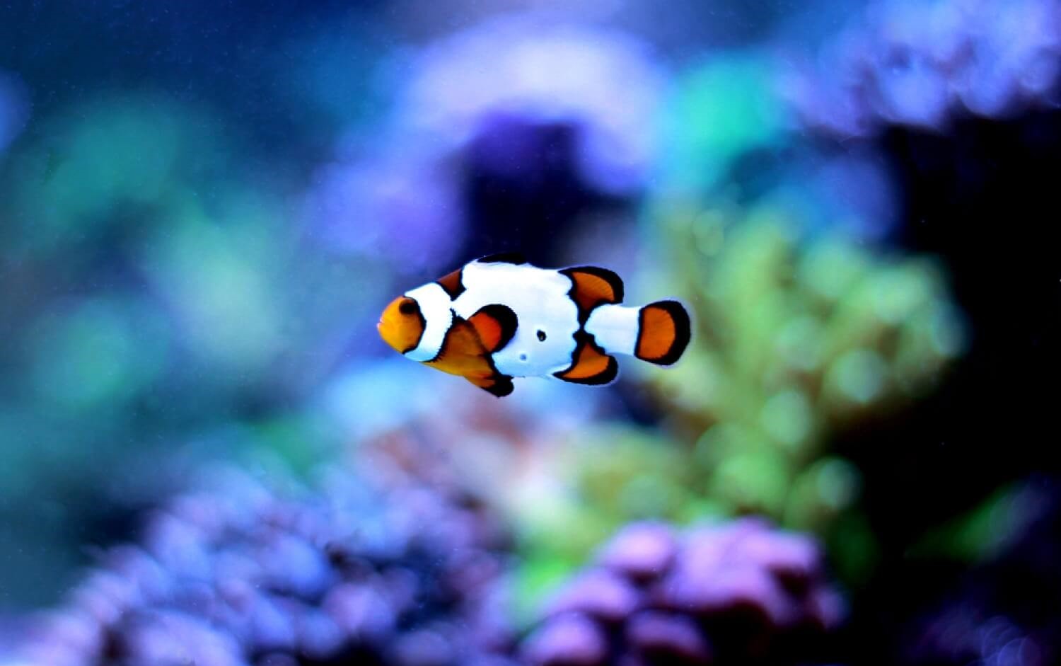 Picasso Clownfish: Care, Breeding, and Diet