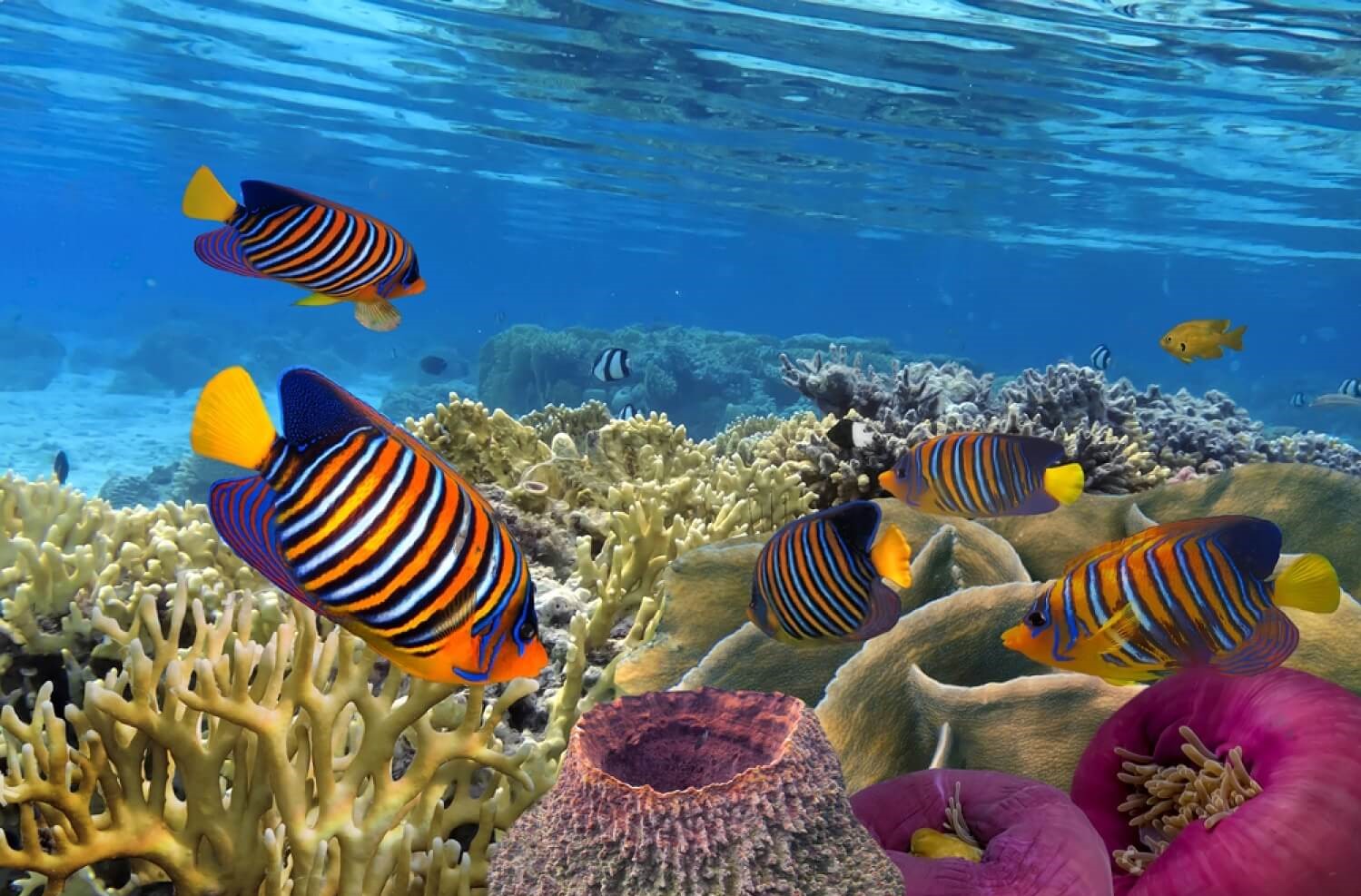 Regal Angelfish: A Stunning Addition to Your Aquarium