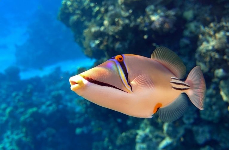 10 Fish With Big Lips: Exploring Nature's Unique Creations