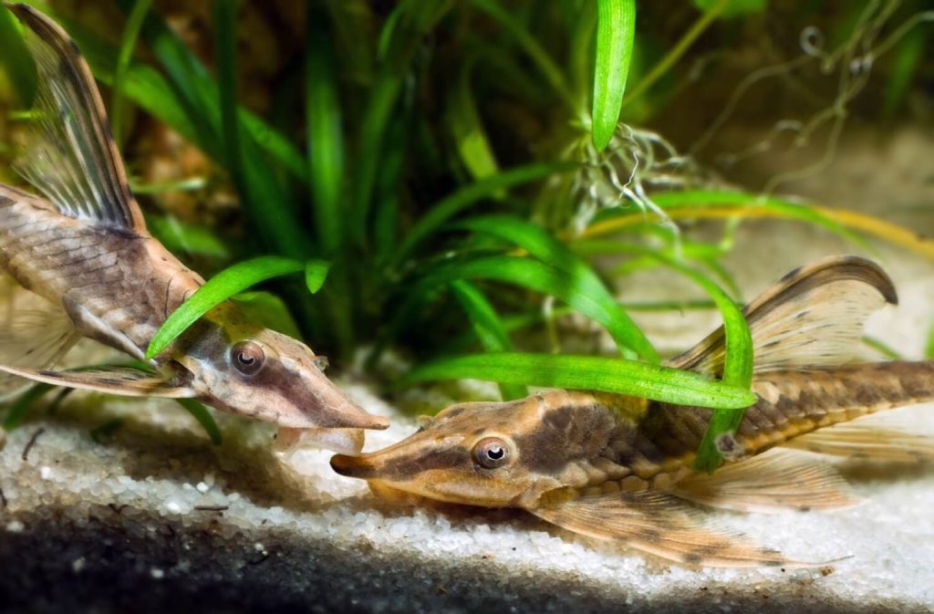 Penguin Tetra: A Guide to Care, Tank Mates, and Breeding