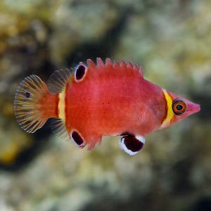 Possum Wrasse: A Guide to Size, Tank Requirements, Care, and Breeding