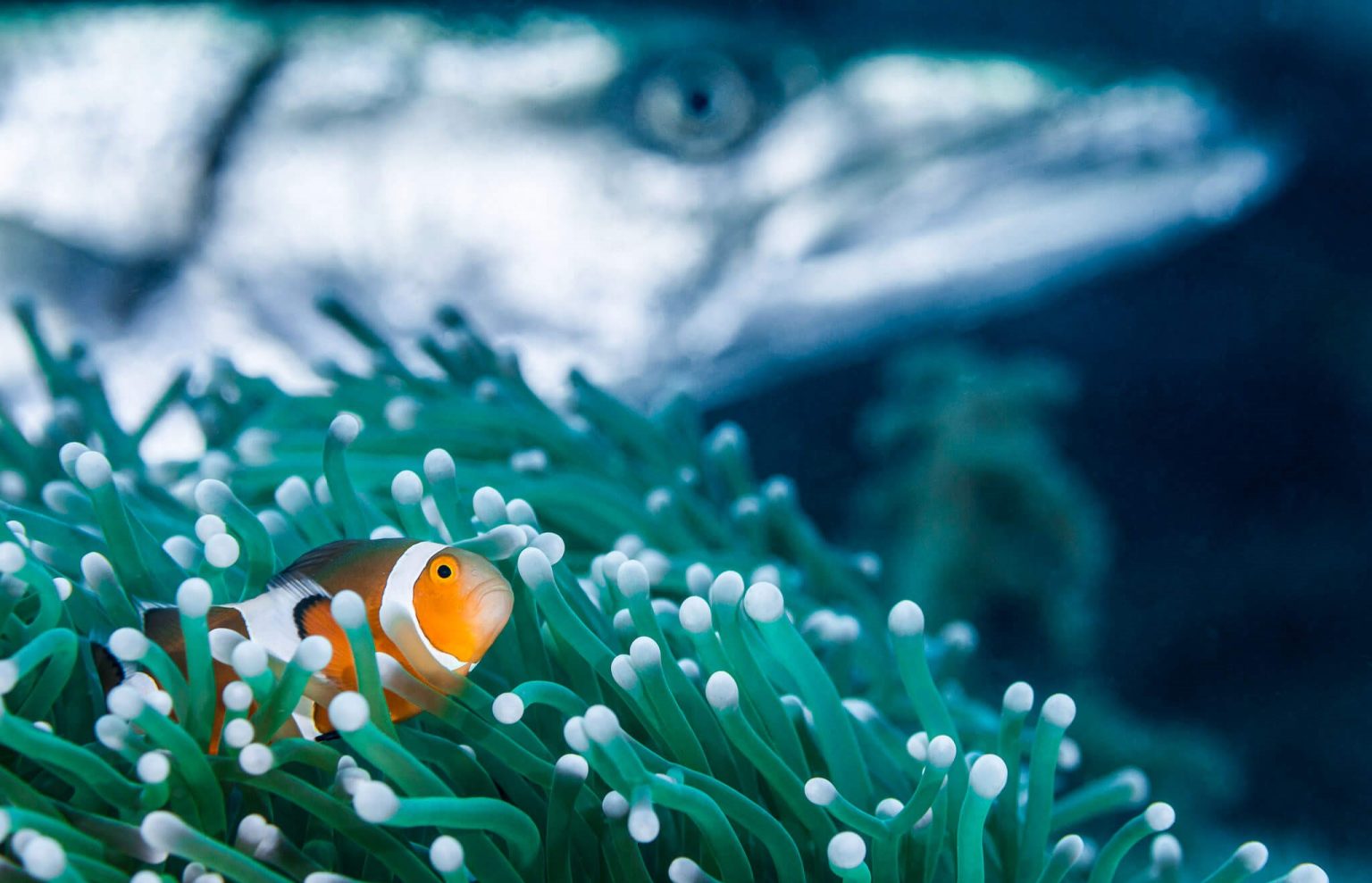 Green Chromis: Lifespan, Aggressiveness, and Breeding