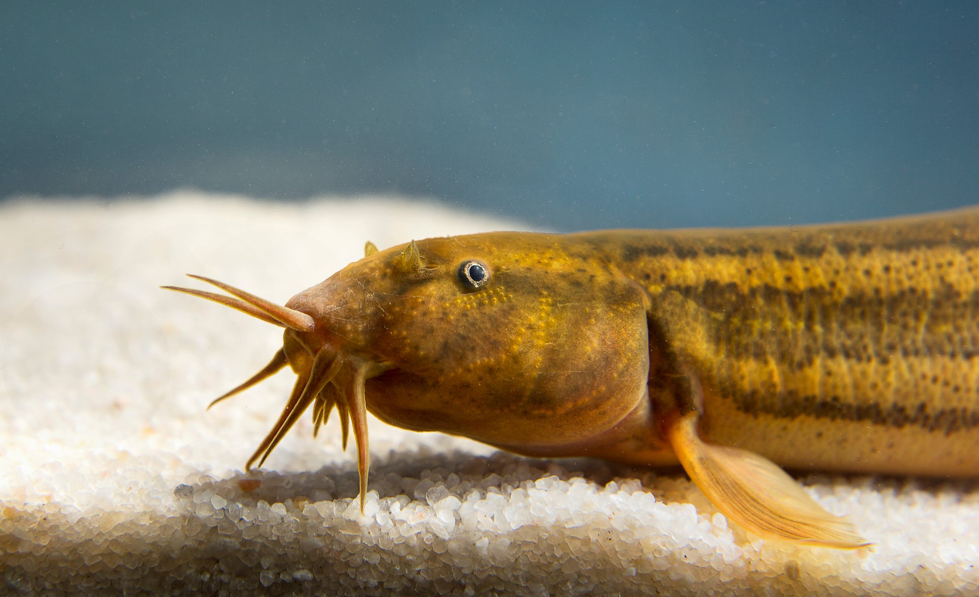 Dojo Loach Care : Size , Lifespan, Tank , Colors, and Diet