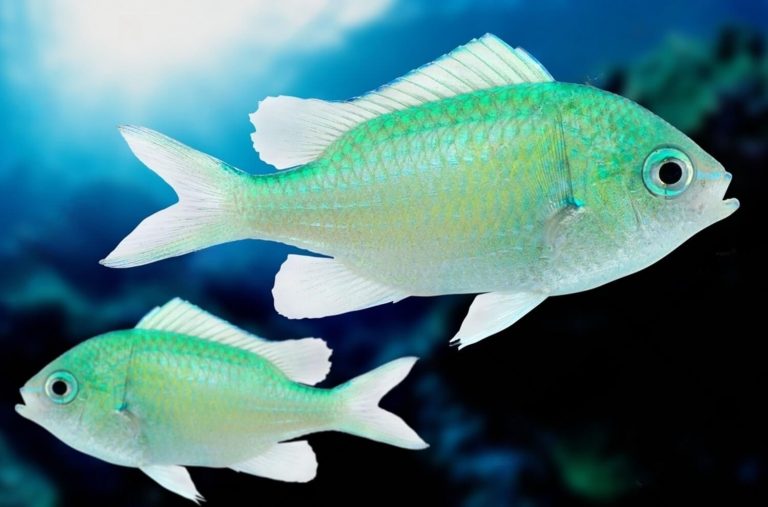 Green Chromis: Lifespan, Aggressiveness, and Breeding