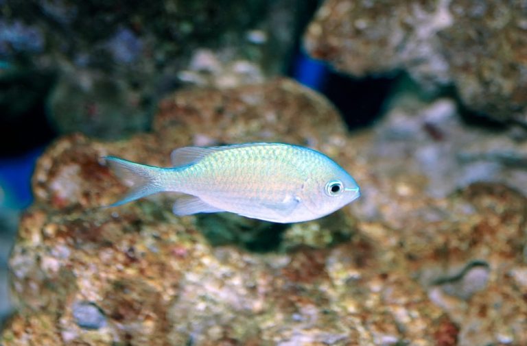 Green Chromis: Lifespan, Aggressiveness, and Breeding