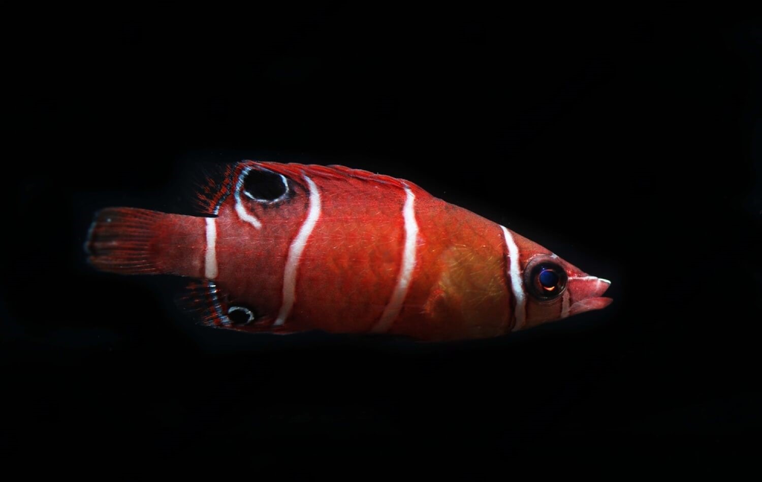 Possum Wrasse: A Guide to Size, Tank Requirements, Care, and Breeding