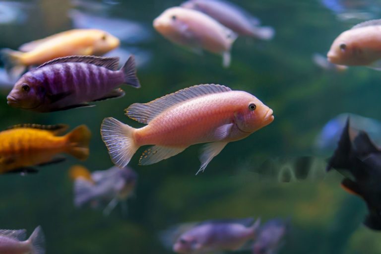Types of African Cichlids: A Comprehensive Guide