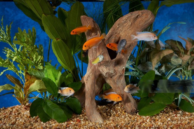 Types of African Cichlids: A Comprehensive Guide