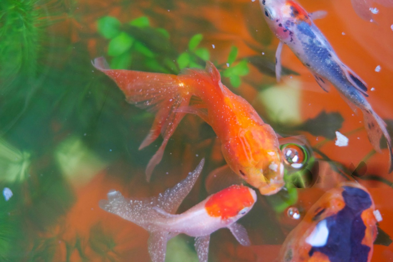 Common Fish Diseases and How to Treat Them