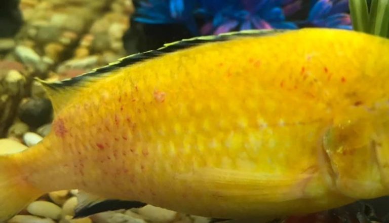 Common Fish Diseases and How to Treat Them