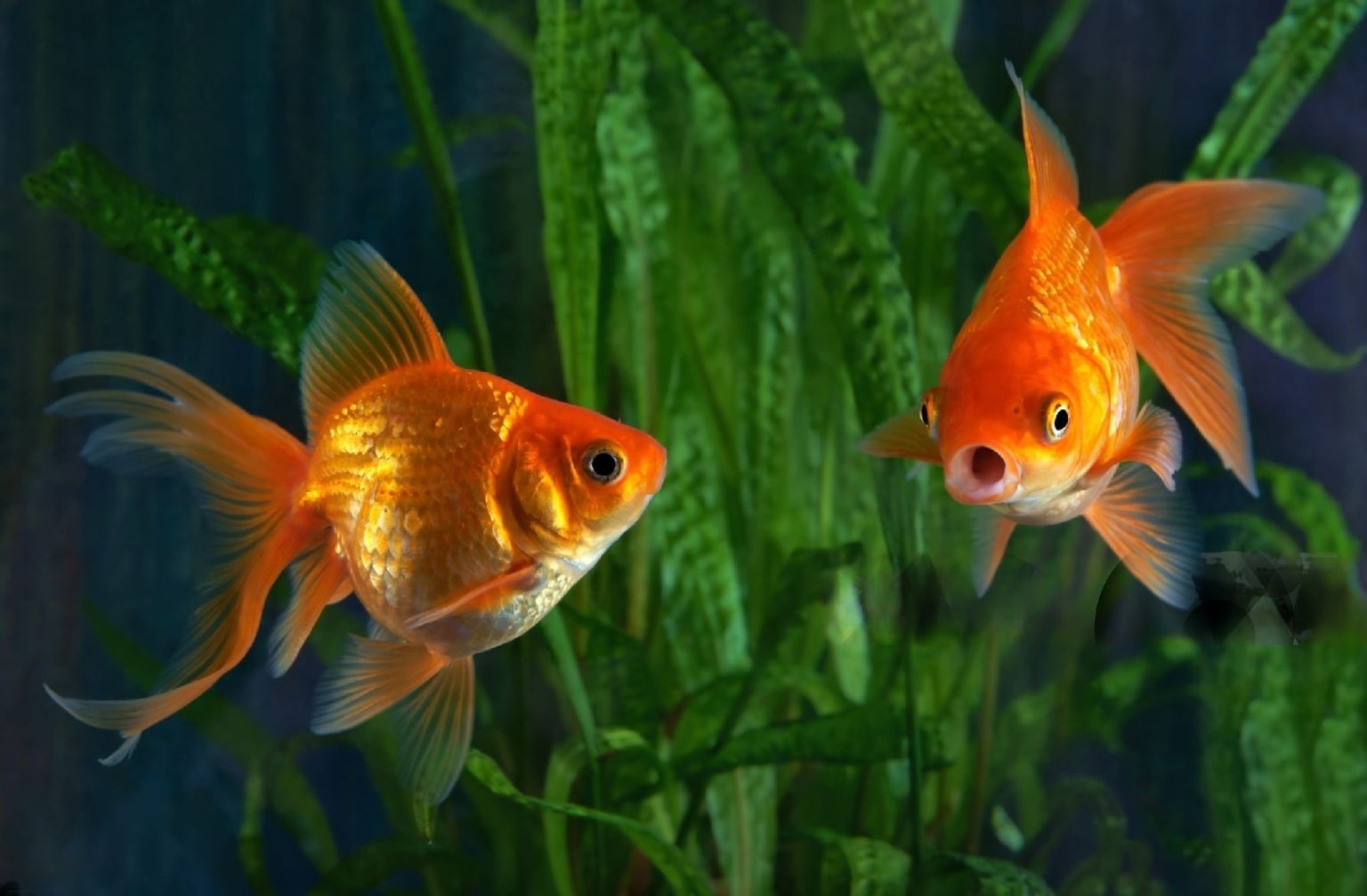 Penguin Tetra: A Guide to Care, Tank Mates, and Breeding