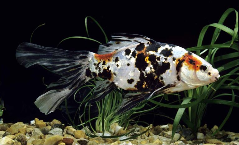 Common Fish Diseases and How to Treat Them