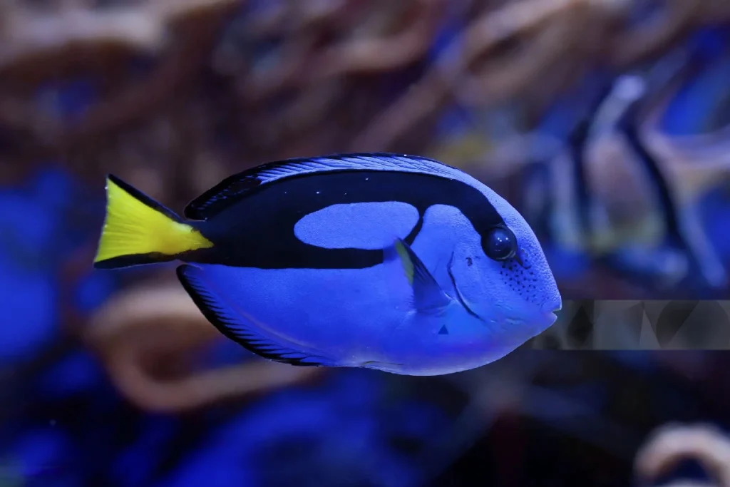 What is the blue tangs favorite food?